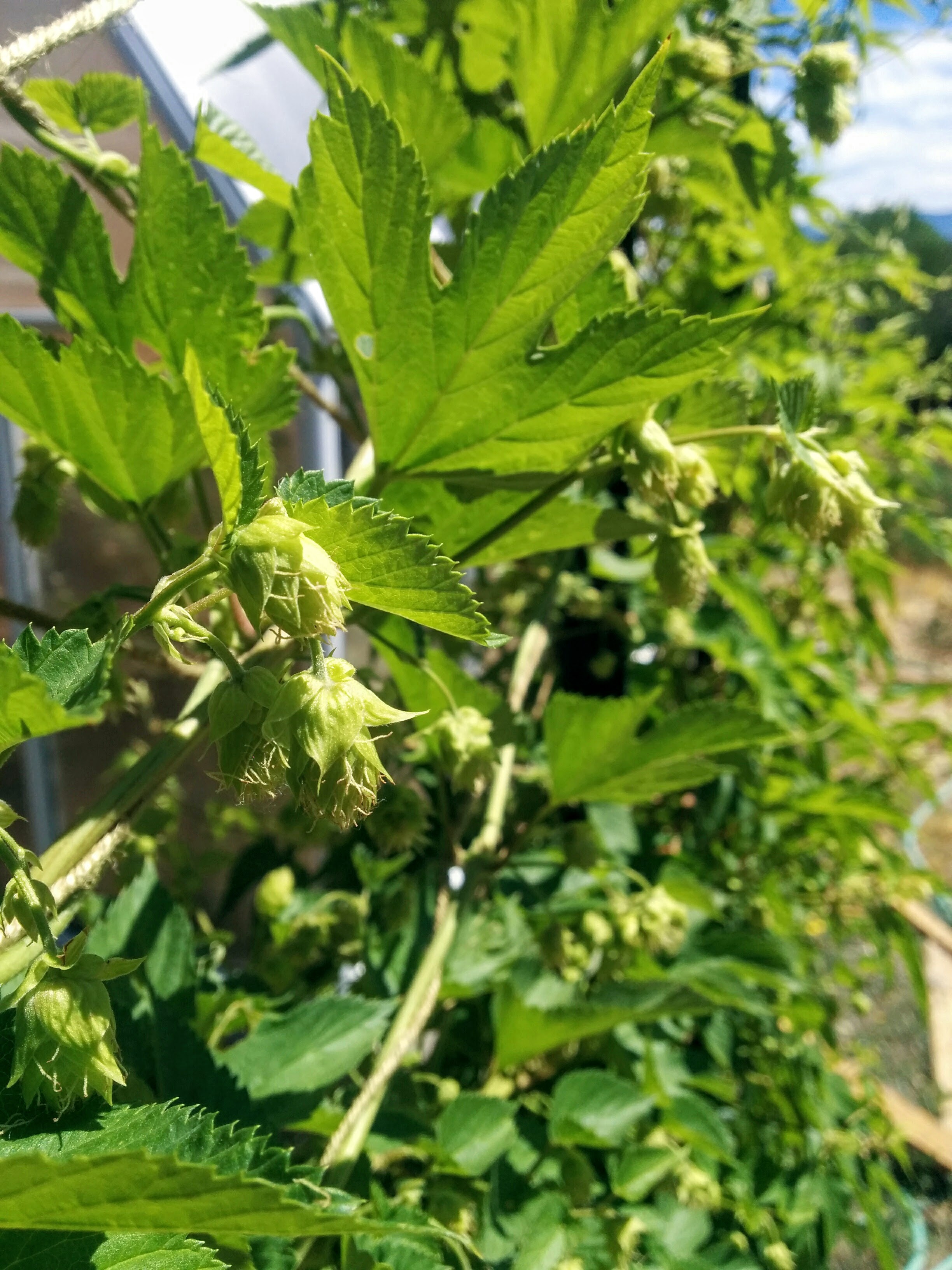 Growing hops in New Mexico – Sangre de Cristo Craft Brewers